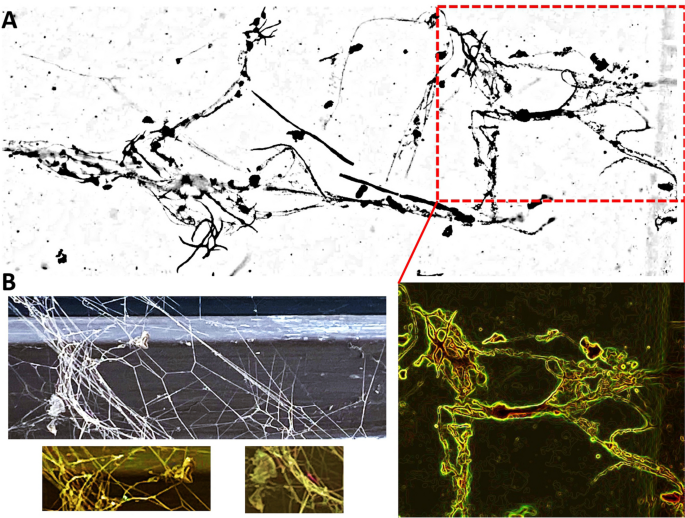 Interaction between spiders and ticks—ancient arthropod predatory ...