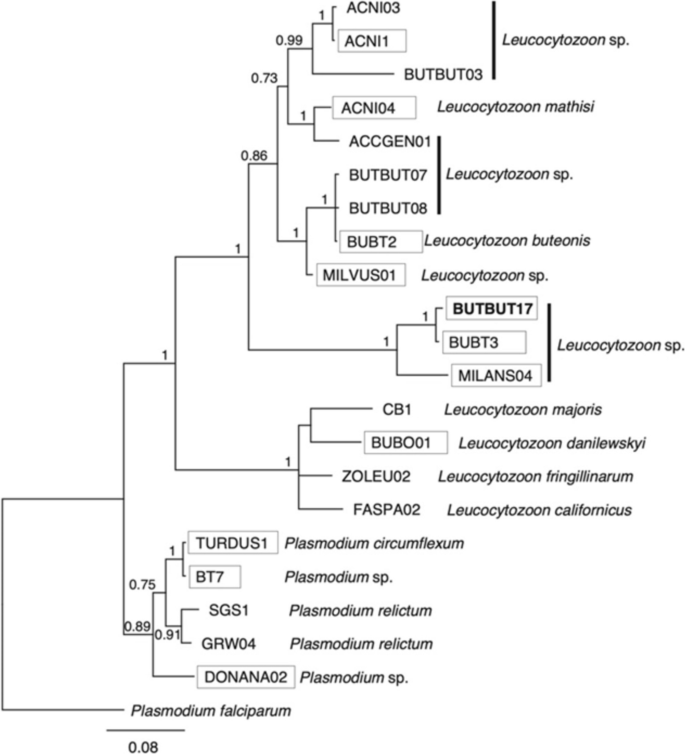 First assessment of the prevalence of haemosporidian infections in ...