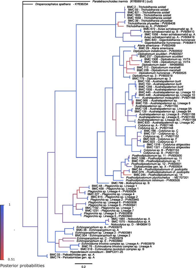 Integrating eDNA, molecular cercariometry, and snail surveys enhances ...