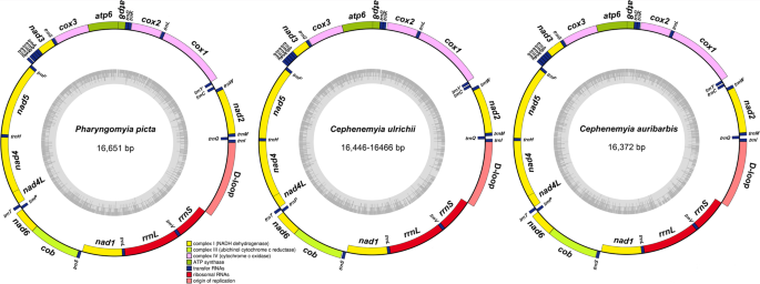 Complete mitogenomes of two species of Cephenemyia and Pharyngomyia ...
