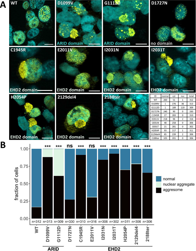The missing link: ARID1B non-truncating variants causing Coffin-Siris ...