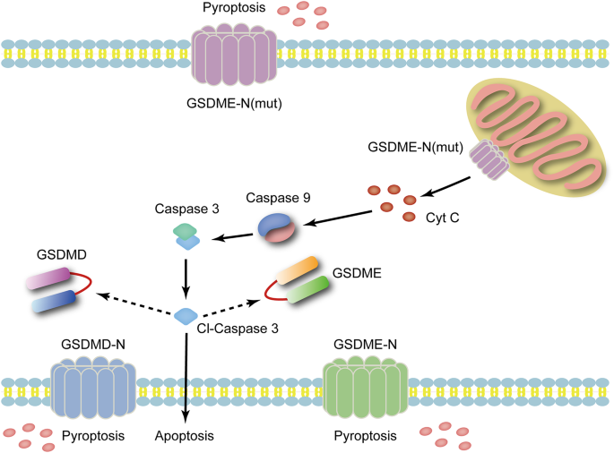Gain-of-function variants in GSDME cause pyroptosis and apoptosis ...
