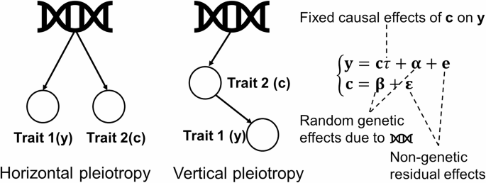 Disentangling horizontal and vertical Pleiotropy in genetic correlation ...