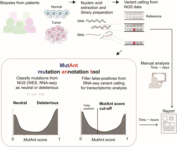 MutAnt: mutation annotation tool predicts deleteriousness of missense mutations and improves ...
