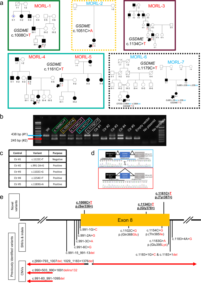 Investigation of GSDME results in the identification of the first ...