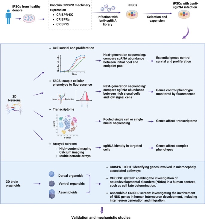 CRISPR-based genetic screens in human pluripotent stem cells derived ...