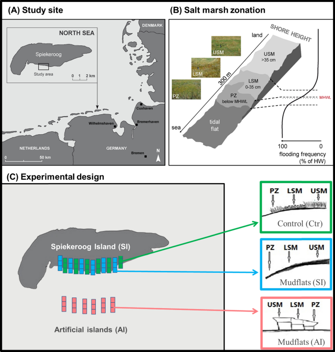 Colonization of mudflat substrate by microarthropods: the role of ...