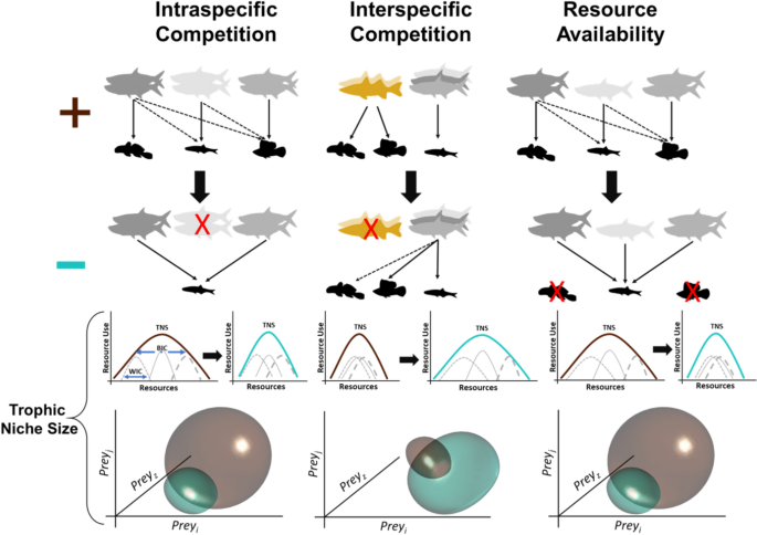 Trophic niche dynamics of two fish mesoconsumers in adjacent coastal ...