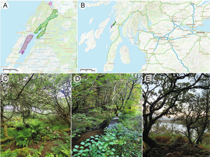 The trade-off between photosynthetic rate and thallus moisture-demand ...