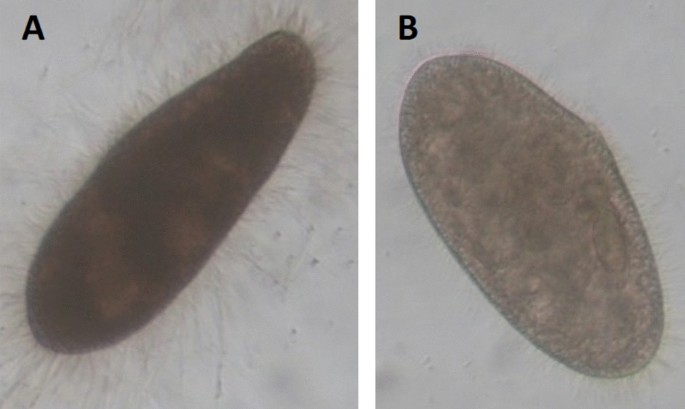 The effects of inducible defenses on population stability in Paramecium ...