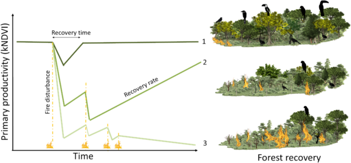 Post-fire recovery in fire-sensitive tropical forests: the role of ...