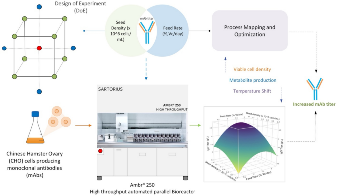 Process mapping and optimization study of CHO cell cultures for mAb ...