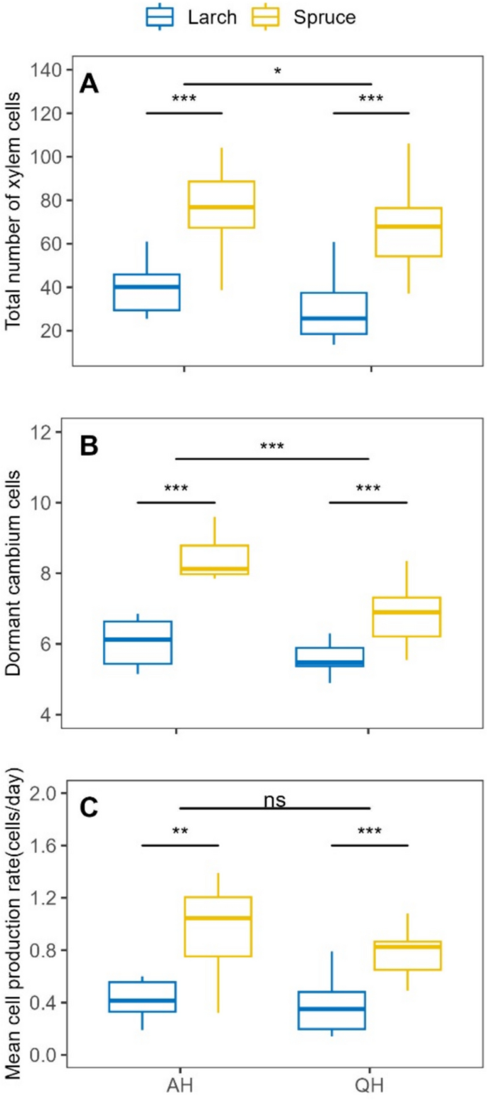 Growth rate determines the superior xylem growth of Siberian spruce ...
