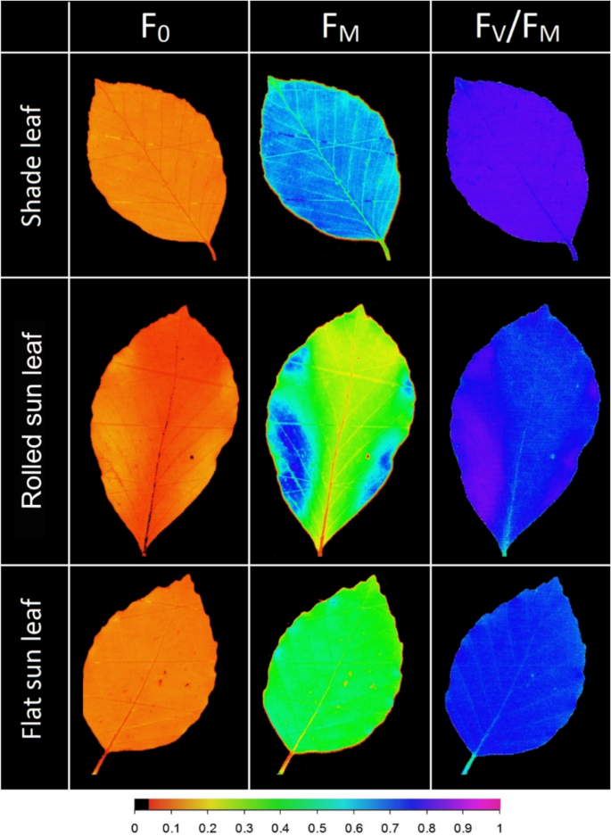 Heterogeneity of photosynthetic light acclimation within single leaves ...