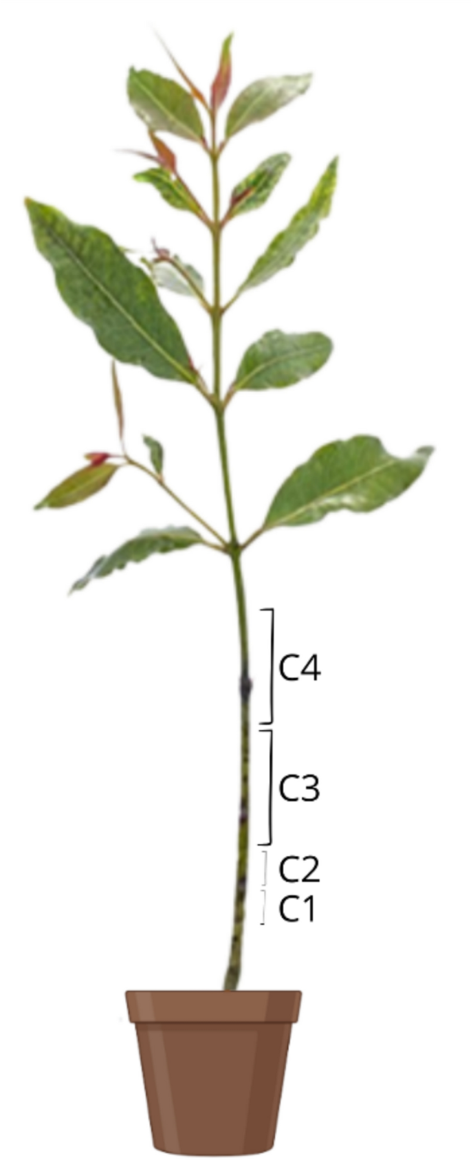 Wood characteristics of nine eucalypt species grown under partial ...