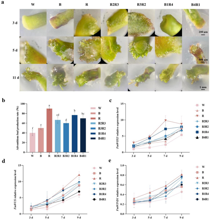 Different light quality combinations promote adventitious shoot and ...