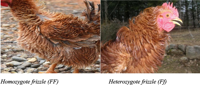 Effects of naked neck and frizzle genes on growth and egg-laying ...