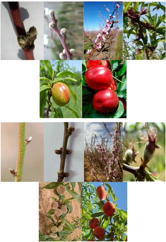 Estimation of chill and heat requirements of Peach and nectarine ...