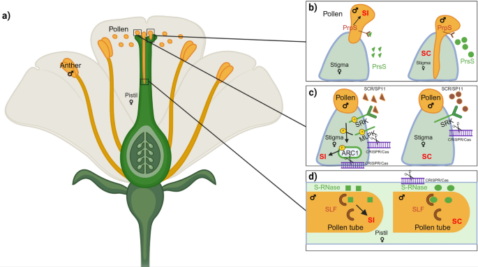 Application of genome editing in plant reproductive biology: recent advances and challenges ...
