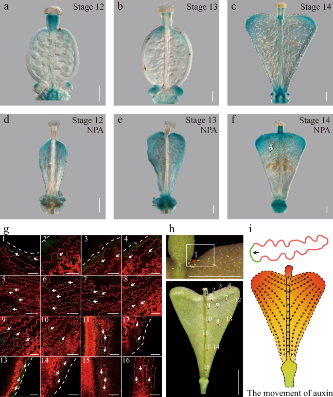 Cellular mechanism of polarized auxin transport on fruit shape ...
