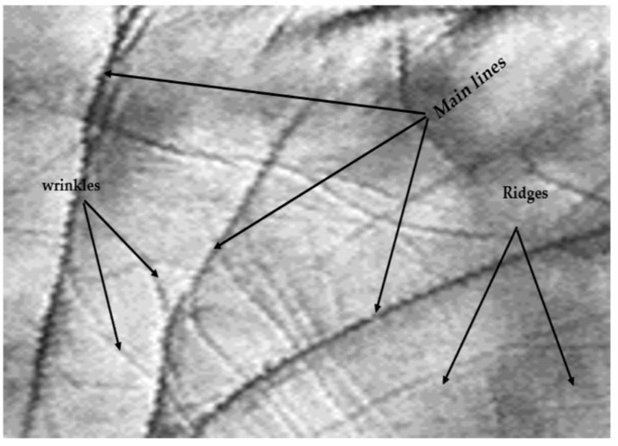 Enhanced palmprint recognition using a hybrid deep learning framework with Chebyshev layer ...