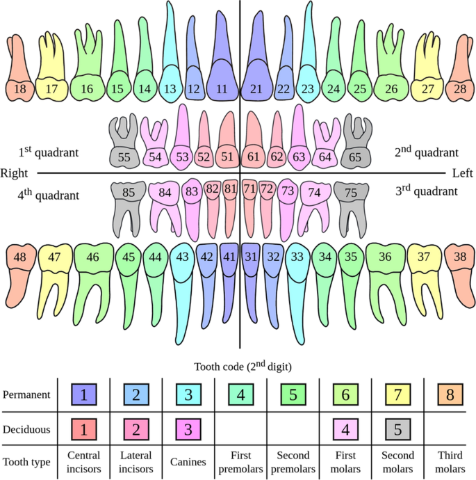 YOLO-based panoramic dental X-ray image analysis | Neural Computing and ...
