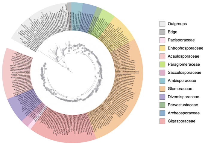 An updated LSU database and pipeline for environmental DNA ...