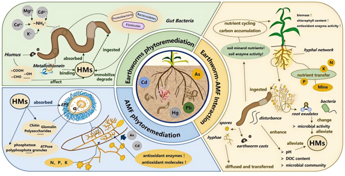 Hyphospheric Impacts Of Earthworms And Arbuscular Mycorrhizal