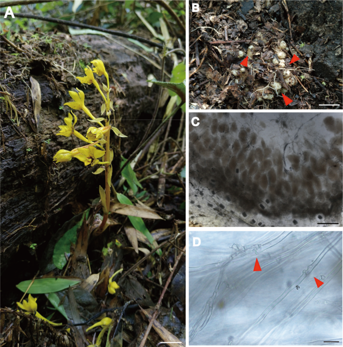 Fungi of the family Psathyrellaceae are symbiotic partners of the ...