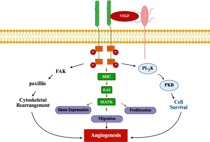 Review the less explored correlation of VEGF signaling pathway with ...