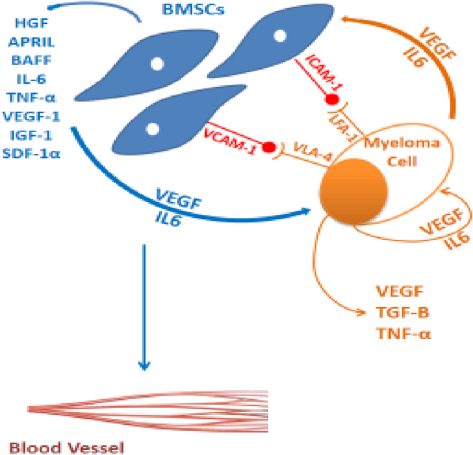 Review the less explored correlation of VEGF signaling pathway with ...