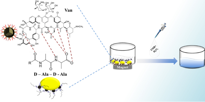 Dual-recognition colorimetric platform based on porous Au@Pt nanozymes for highly sensitive ...