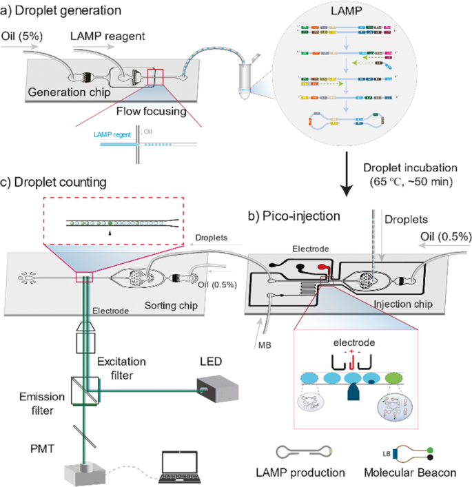 Droplet digital molecular beacon-LAMP assay via pico-injection for ...