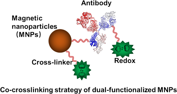 Co-crosslinking strategy for dual functionalization of small magnetic ...