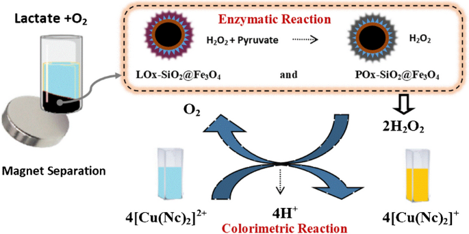 A new colorimetric lactate biosensor based on CUPRAC reagent using ...