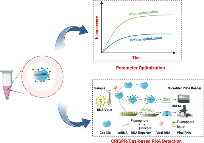 Unraveling the influence of CRISPR/Cas13a reaction components on ...