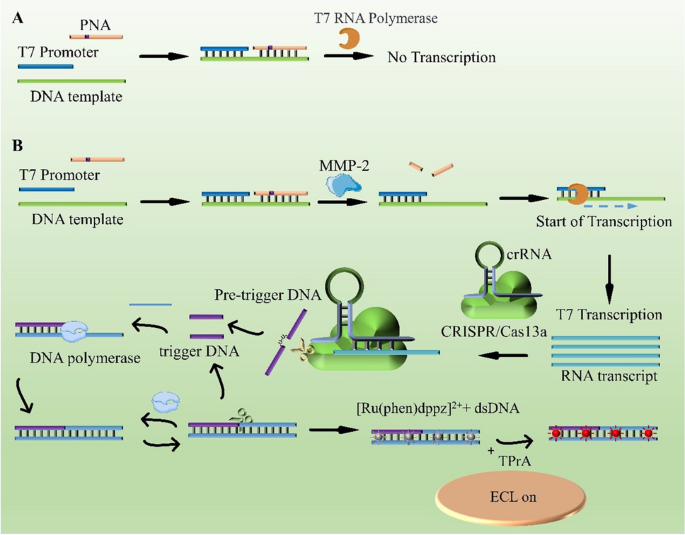 Electrochemiluminescence biosensor for MMP-2 determination using CRISPR ...