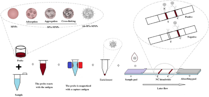 Enhanced sensitivity detection via orientational labelling of SPA ...