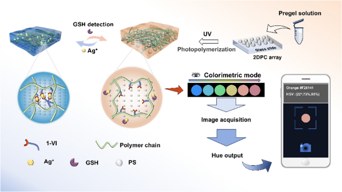 Construction of an Ag+-functionalized structural color hydrogel sensor ...
