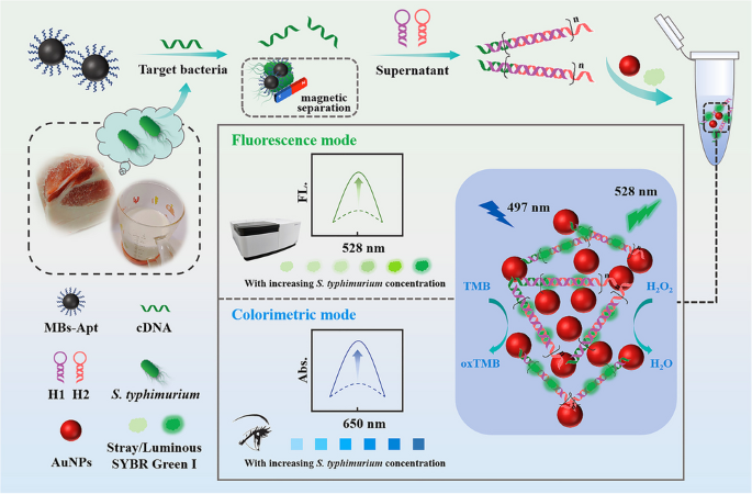 Label-free HCR-facilitated nanozyme catalysis and fluorescence ...