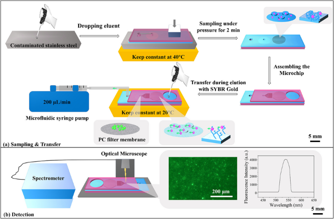 PNIPAAm-functionalized flexible microchip for rapid detection of ...