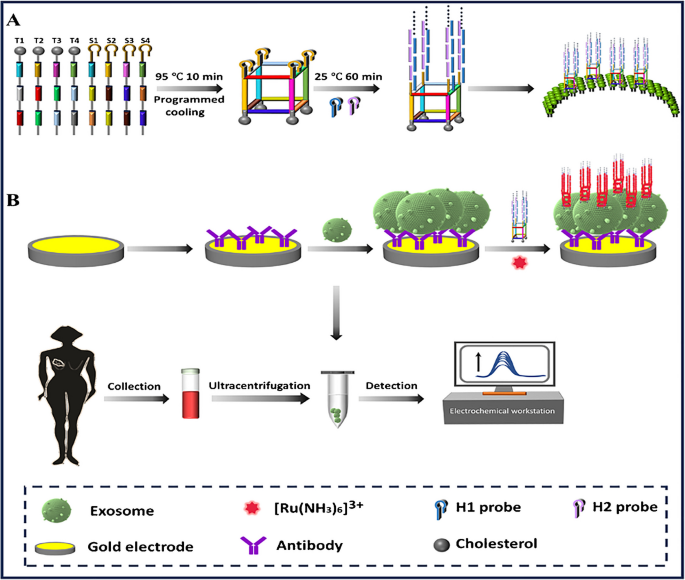 Enzyme-free quantification of breast cancer–derived exosomes via cubic ...