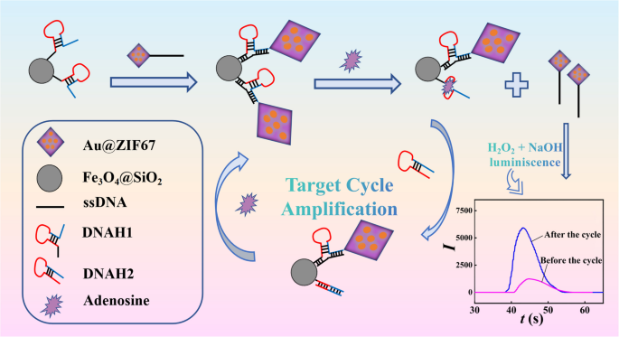 A dual signal amplification strategy of Au@ZIF67 catalysis and target ...
