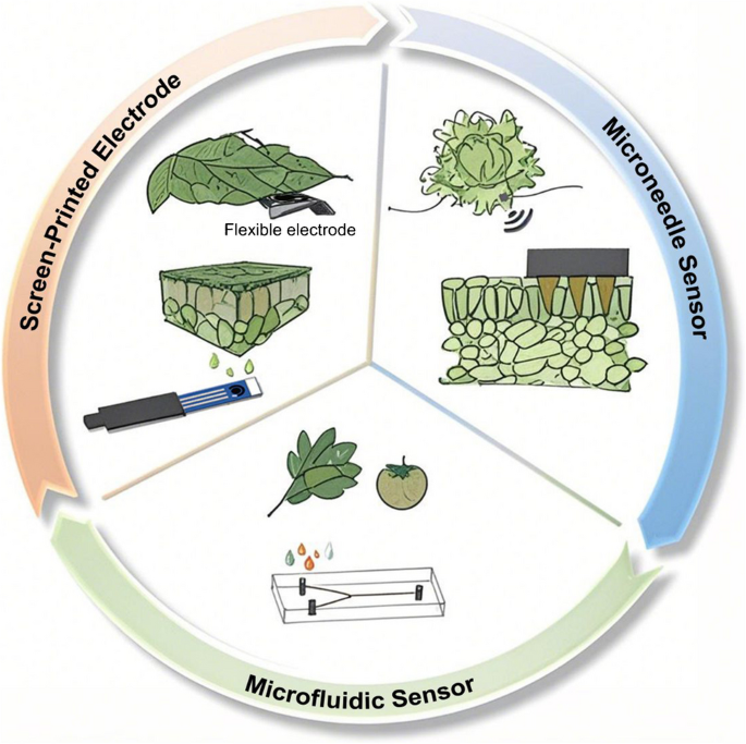 Ion-selective electrodes: innovations for precision in vivo plant ion ...