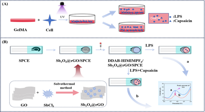 Development of a nitric oxide sensor for in vitro evaluation of the ...