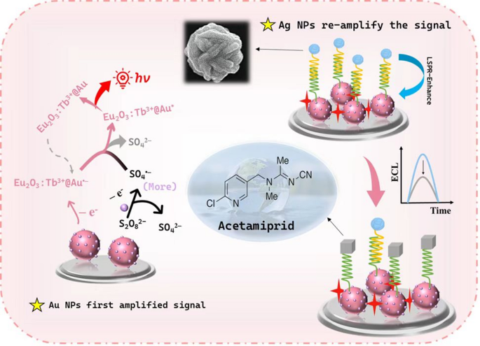 An electrochemical sensor with dual amplification of ECL signal using ...