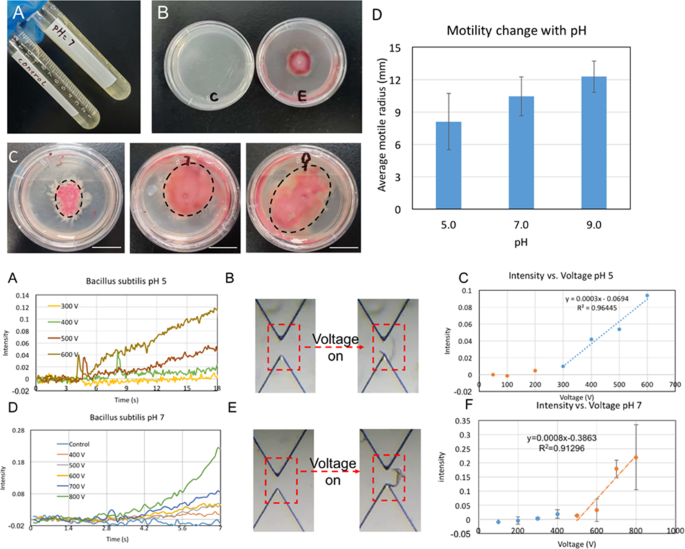 A fast and label-free DC-iDEP microfluidic device detects bacterial ...