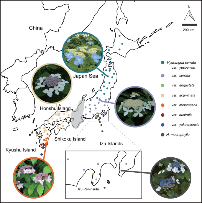 Phylogenetic relationships and divergence time of Hydrangea sect ...