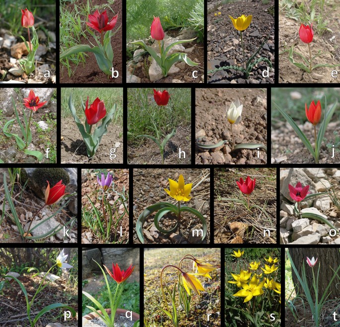 Phylogeny and infrageneric classification of tulips | Plant Systematics and Evolution