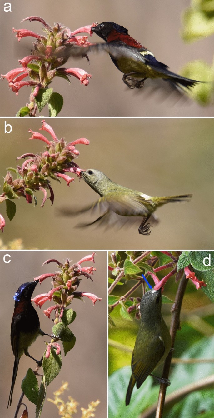 Specialized sunbird pollination in Colquhounia elegans (Lamiaceae ...